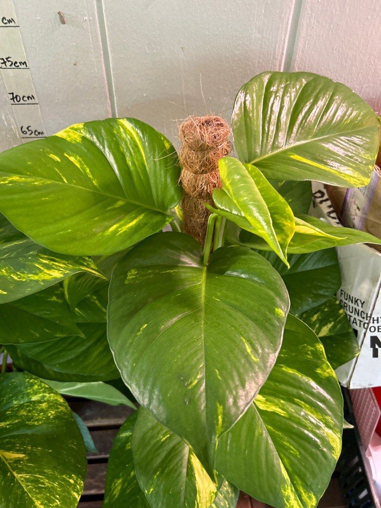 Money Plant 80cm tall with grow pole $20 each, Furniture & Home Living ...