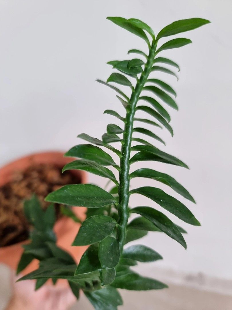 Pedilanthus tithymaloides, Furniture & Home Living, Gardening, Plants ...