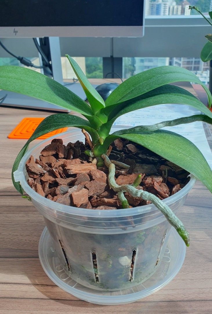 Phalaenopsis Yaphon Pink Bee 'ES', Furniture & Home Living, Gardening ...