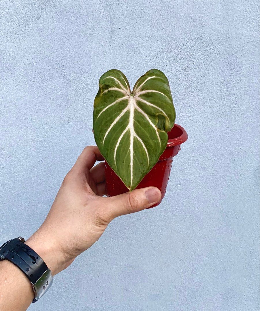 Philo Gloriosum Silver & Zebra Radiente, Furniture & Home Living ...