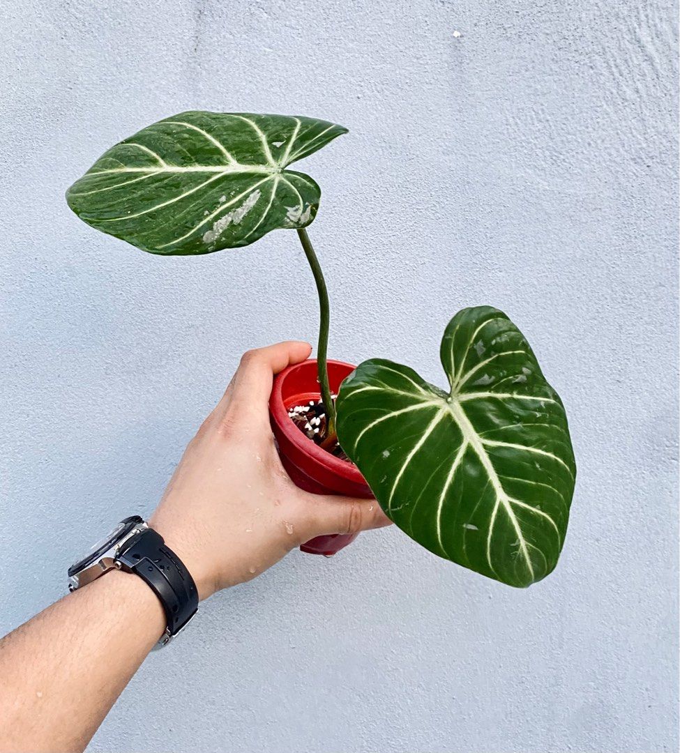 Philo Gloriosum Silver & Zebra Radiente, Furniture & Home Living ...