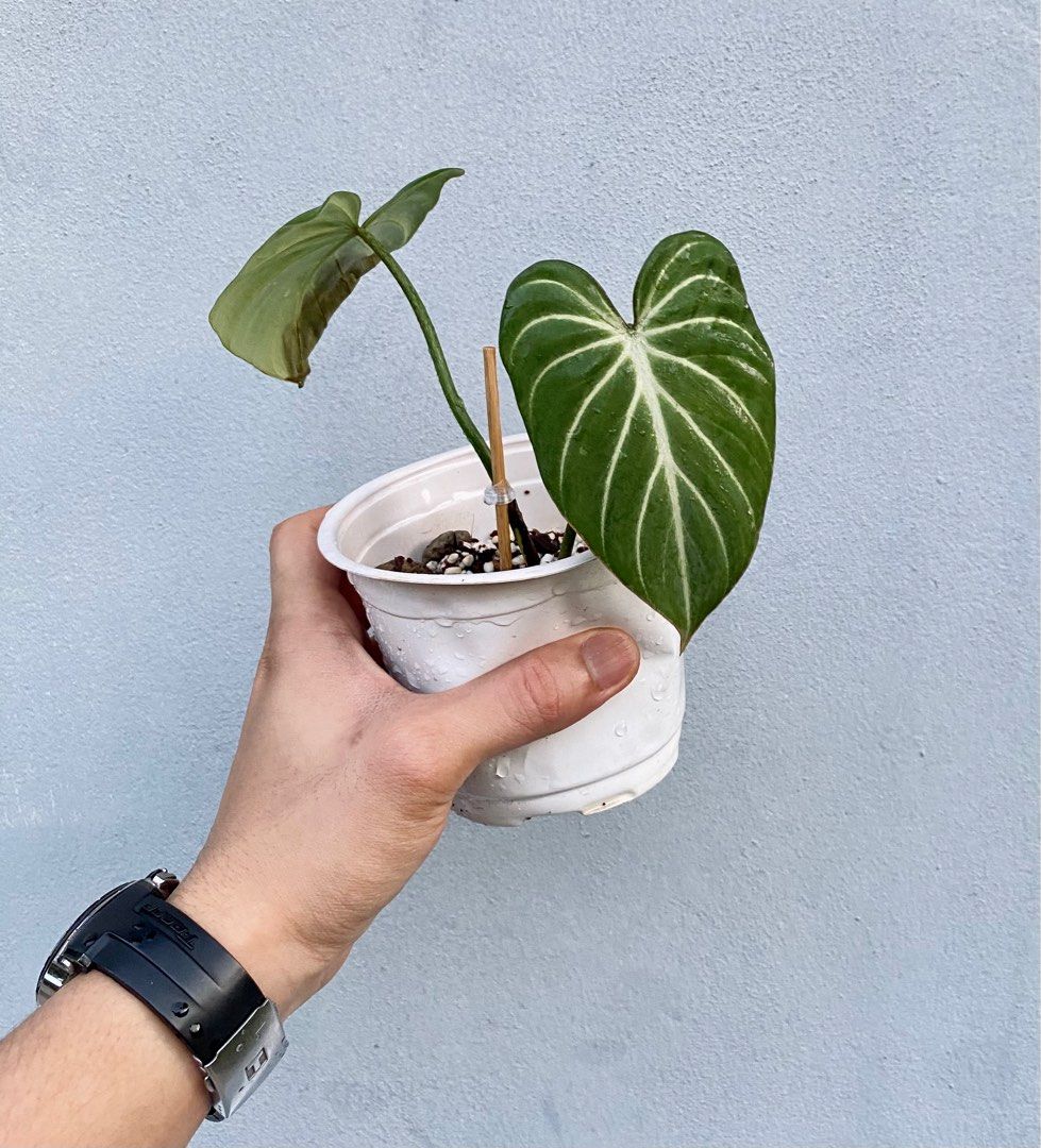 Philo Gloriosum Silver & Zebra Radiente, Furniture & Home Living ...