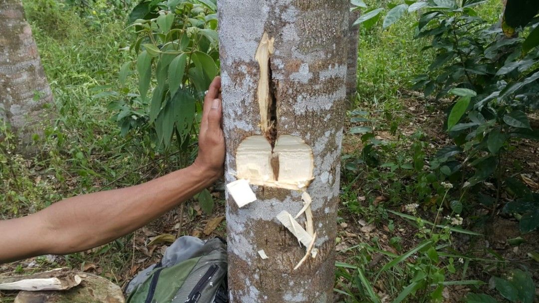 16 Ribu Pokok Gaharu Crassna 16 Tahun Jual Jumlah Besar, Everything ...