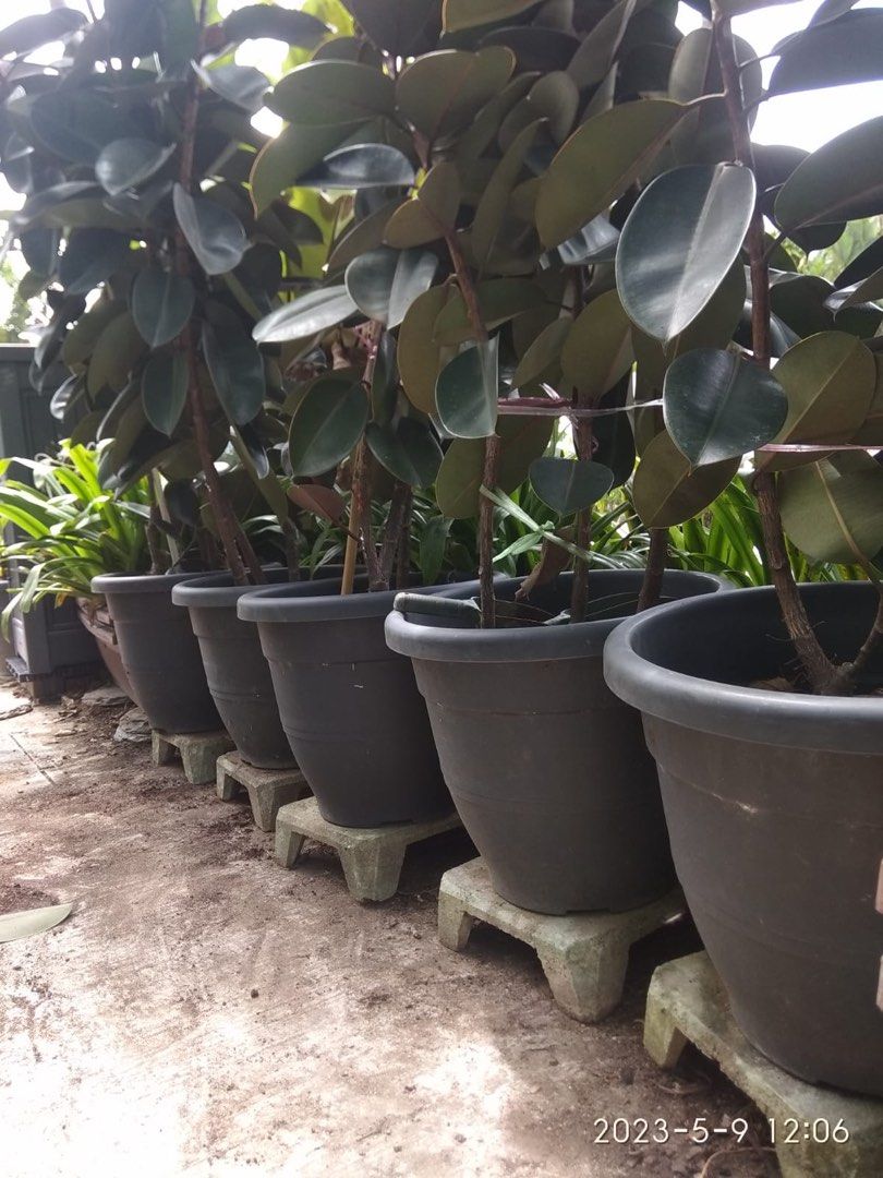 With DELIVERY SG + 5 HUGE POTS - TALL RUBBER PLANTS SCREEN BALCONY ...