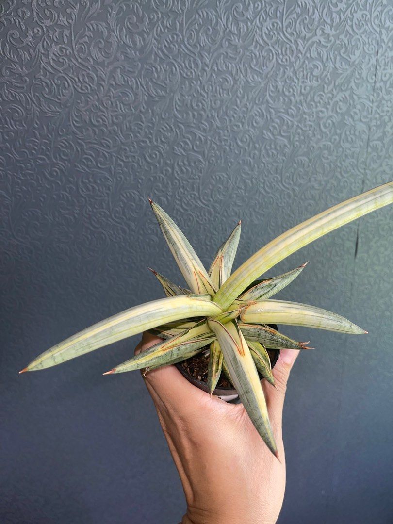 Sansevieria Blue Clone Variegated, Furniture & Home Living, Gardening ...