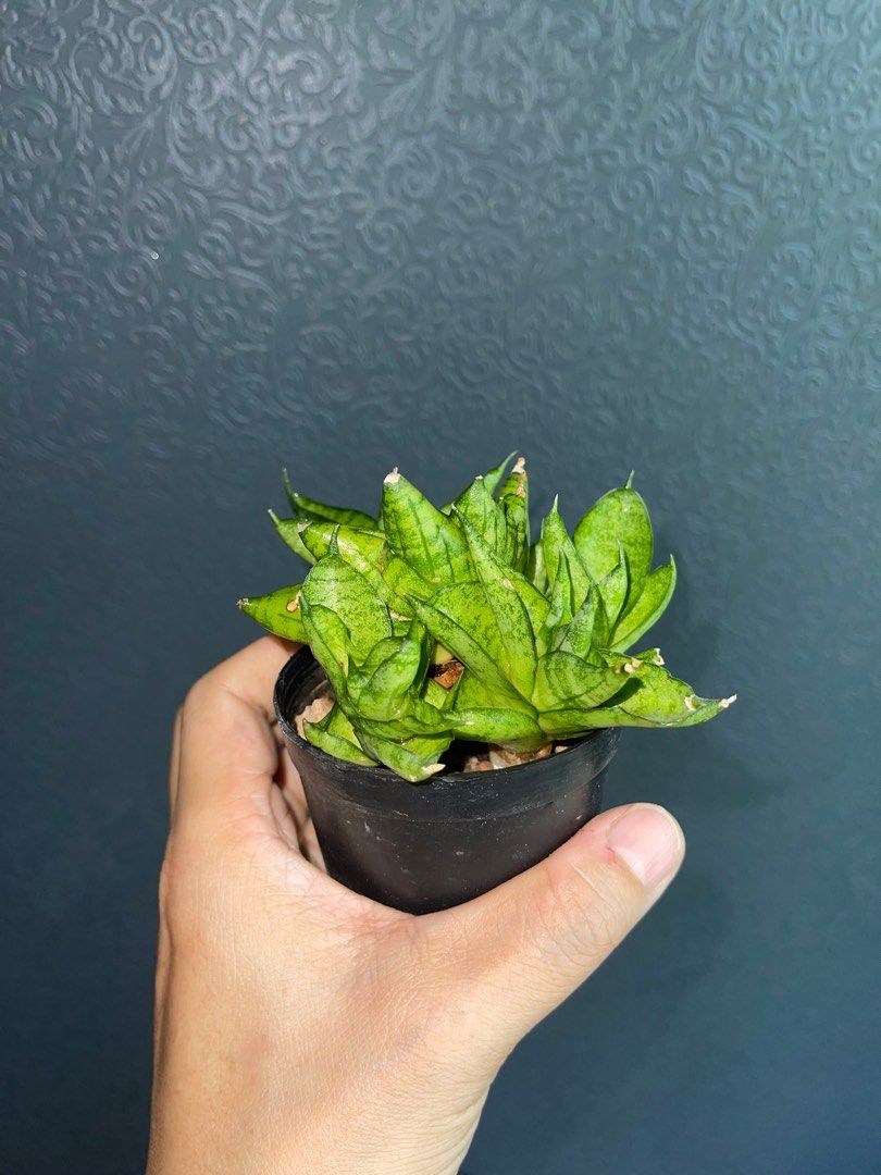 Sansevieria Mini Boncel, Furniture & Home Living, Gardening, Plants ...