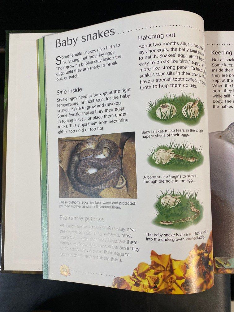 Snakes, Hobbies & Toys, Books & Magazines, Fiction & Non-Fiction on ...