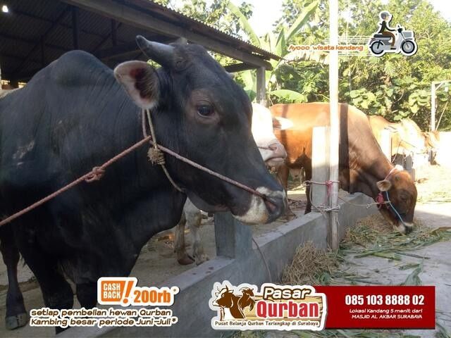 Wa 0851 0388 8802 Daftar Harga Sapi Qurban 2023 Sidoarjo, Makanan ...