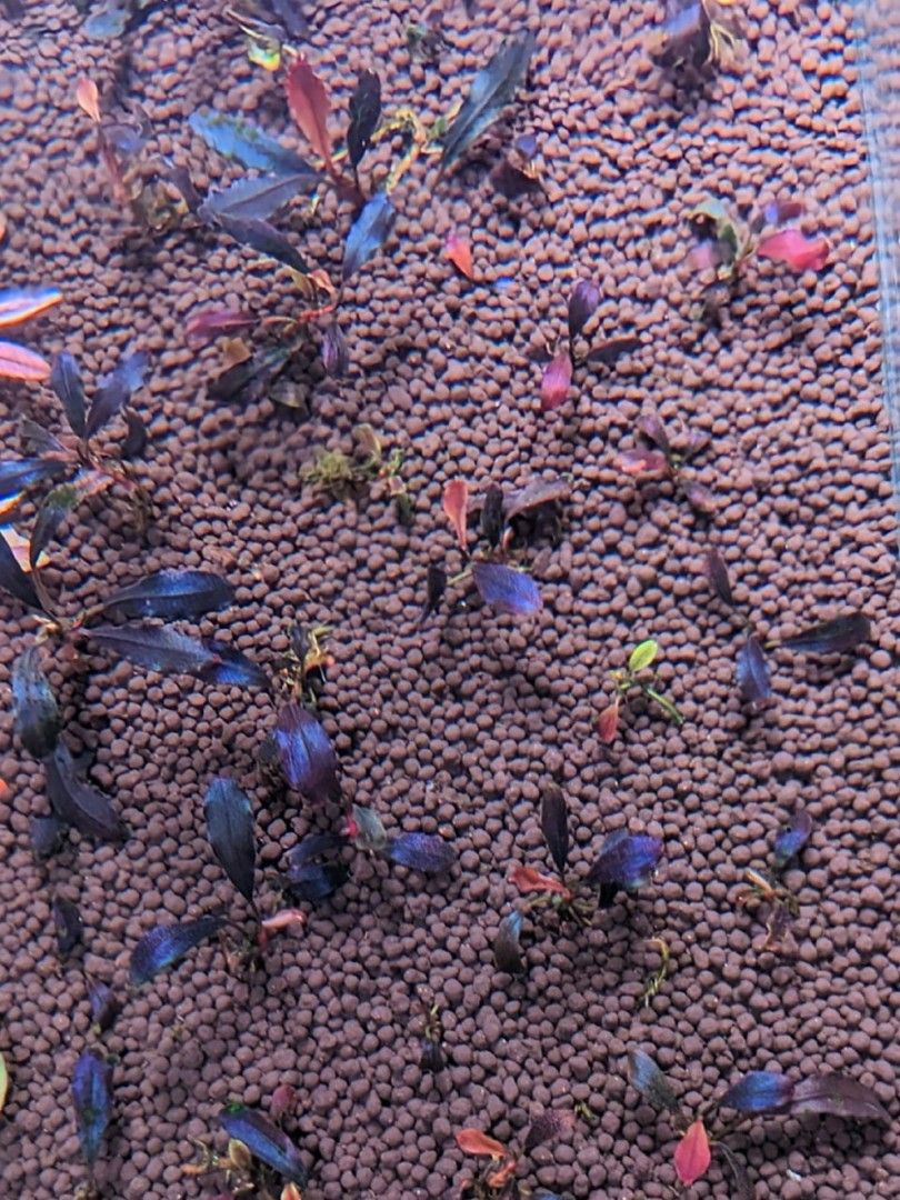 Bucephalandra SP Brownie Ghost 2011 (BG11) Buce Bucep Anubias Aquatic ...