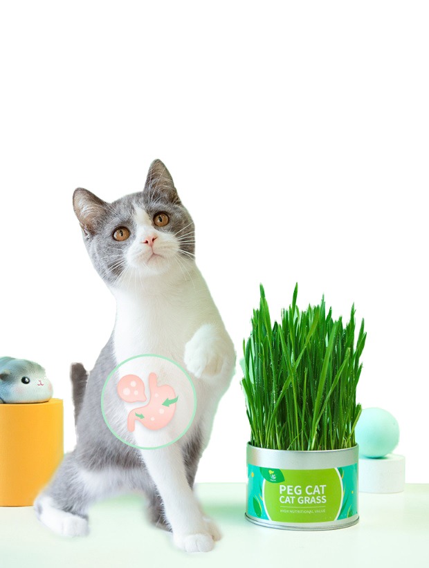 Edible Cat Grass Can Nutrition non cat cage condo tree carrier litter ...