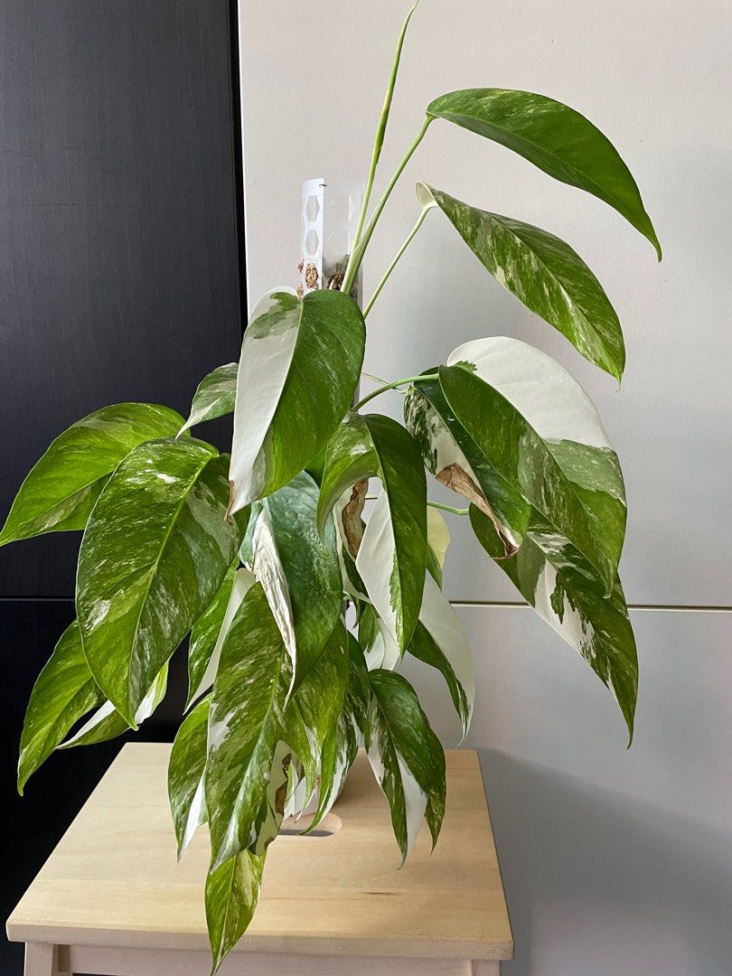 Epipremnum Pinnatum Albo, Furniture & Home Living, Gardening, Plants ...