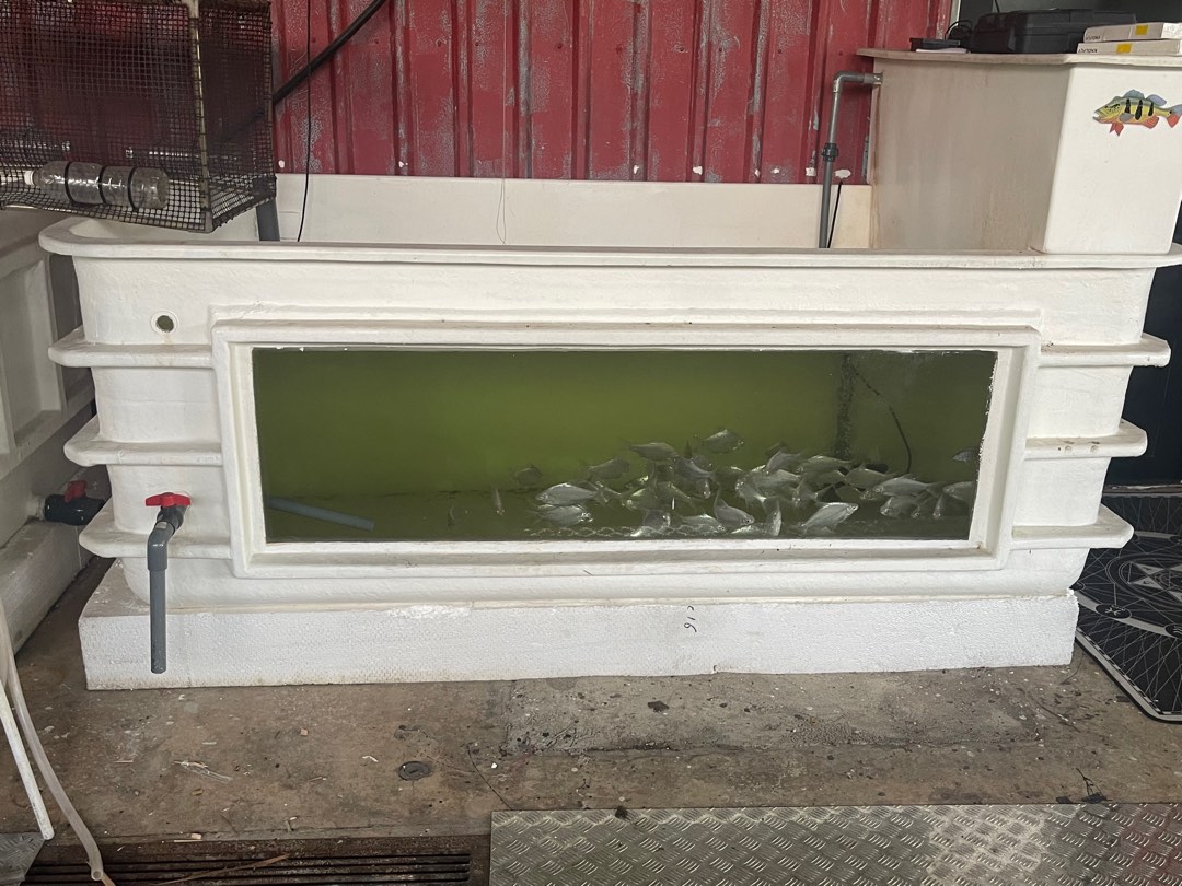 Fgt Fish tank 8ft by 4ft by 3ft with front glass and filter box, Pet ...
