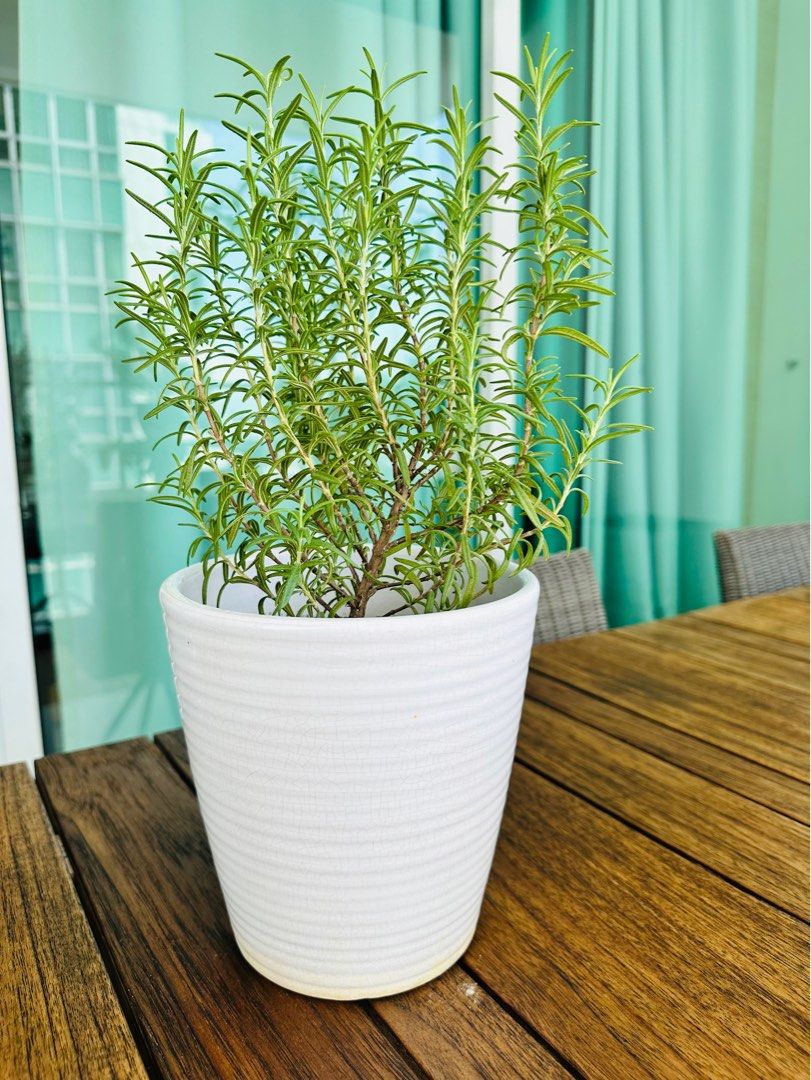 Fragrant rosemary plant in pot with organic soil, edible plant, organic ...
