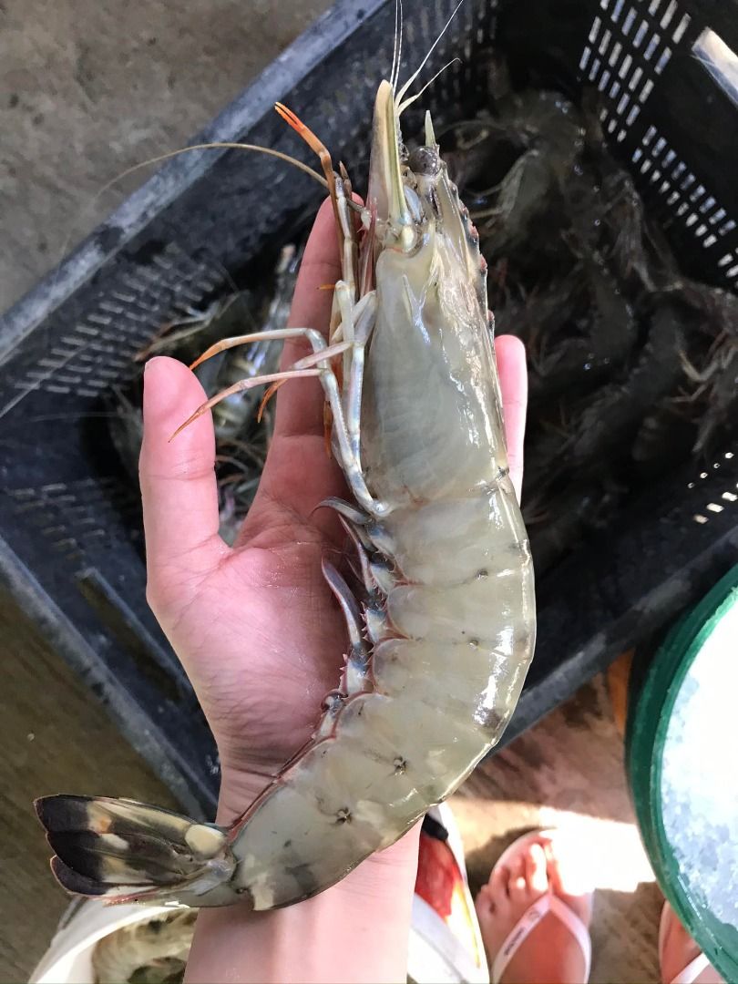 Fresh Seafood delivery of Ulang - Live Crab - Tiger Prawn - Vannamei ...