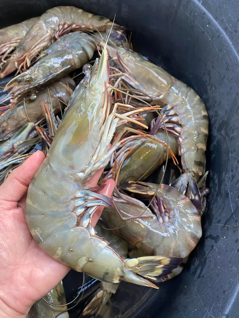 Fresh Seafood delivery of Ulang - Live Crab - Tiger Prawn - Vannamei ...