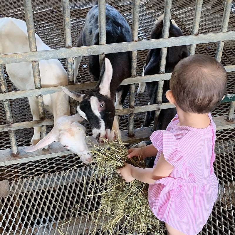 Hay Dairies Goat Farm Visit for Family, Tickets & Vouchers, Event ...
