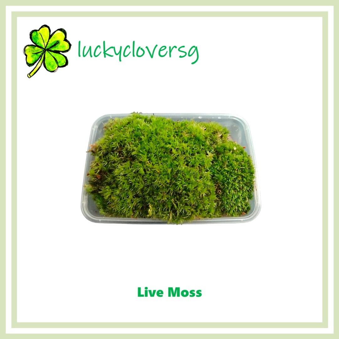Holland Moss Tray with Pumice Stones / Pincushion Moss / Leucobryum ...