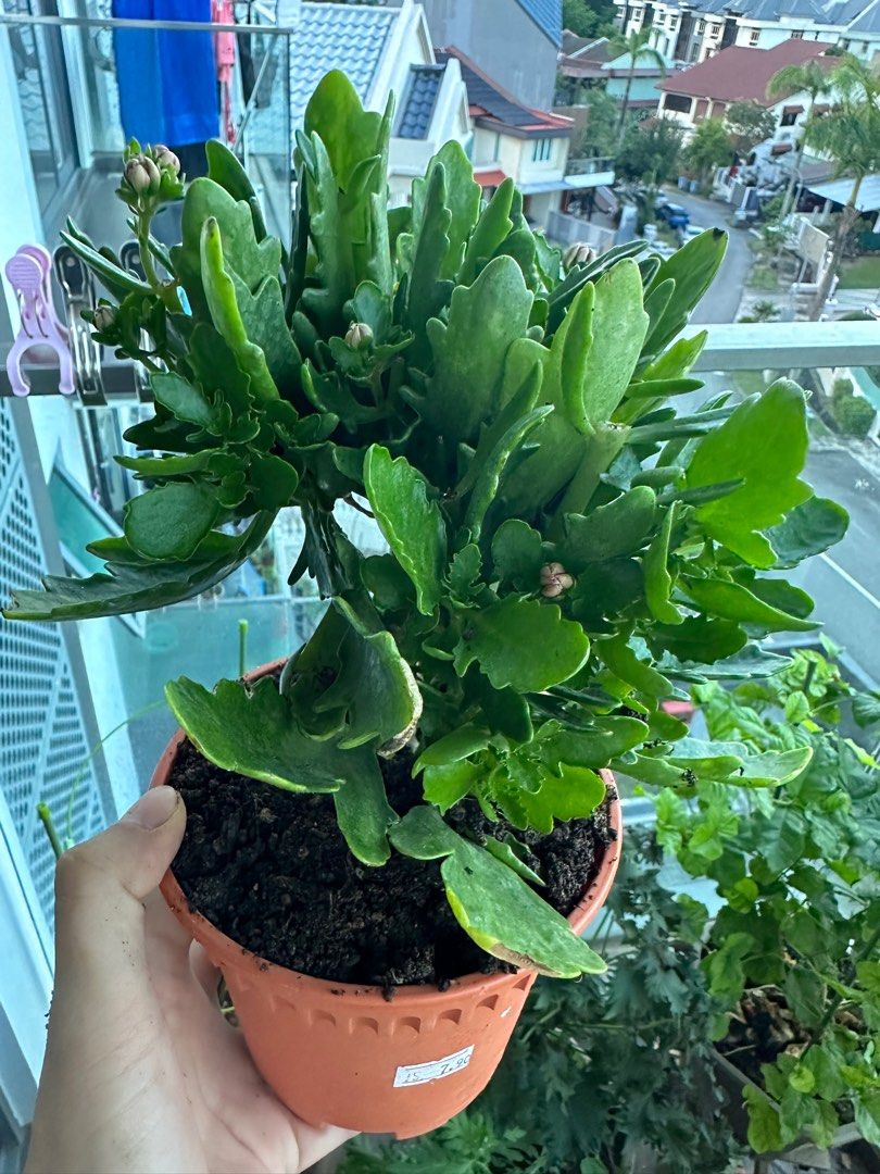 Kalanchoe plant 20cm tall, Furniture & Home Living, Gardening, Plants ...