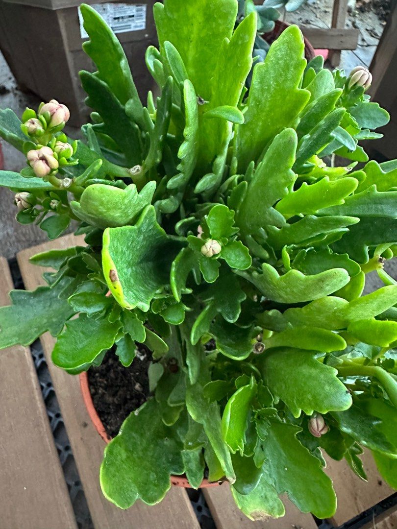Kalanchoe plant 20cm tall, Furniture & Home Living, Gardening, Plants ...