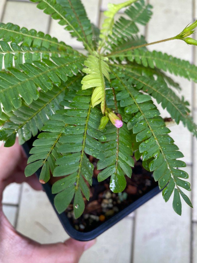 Little tree plant Biophytum sensitivum (free delivery), Furniture ...