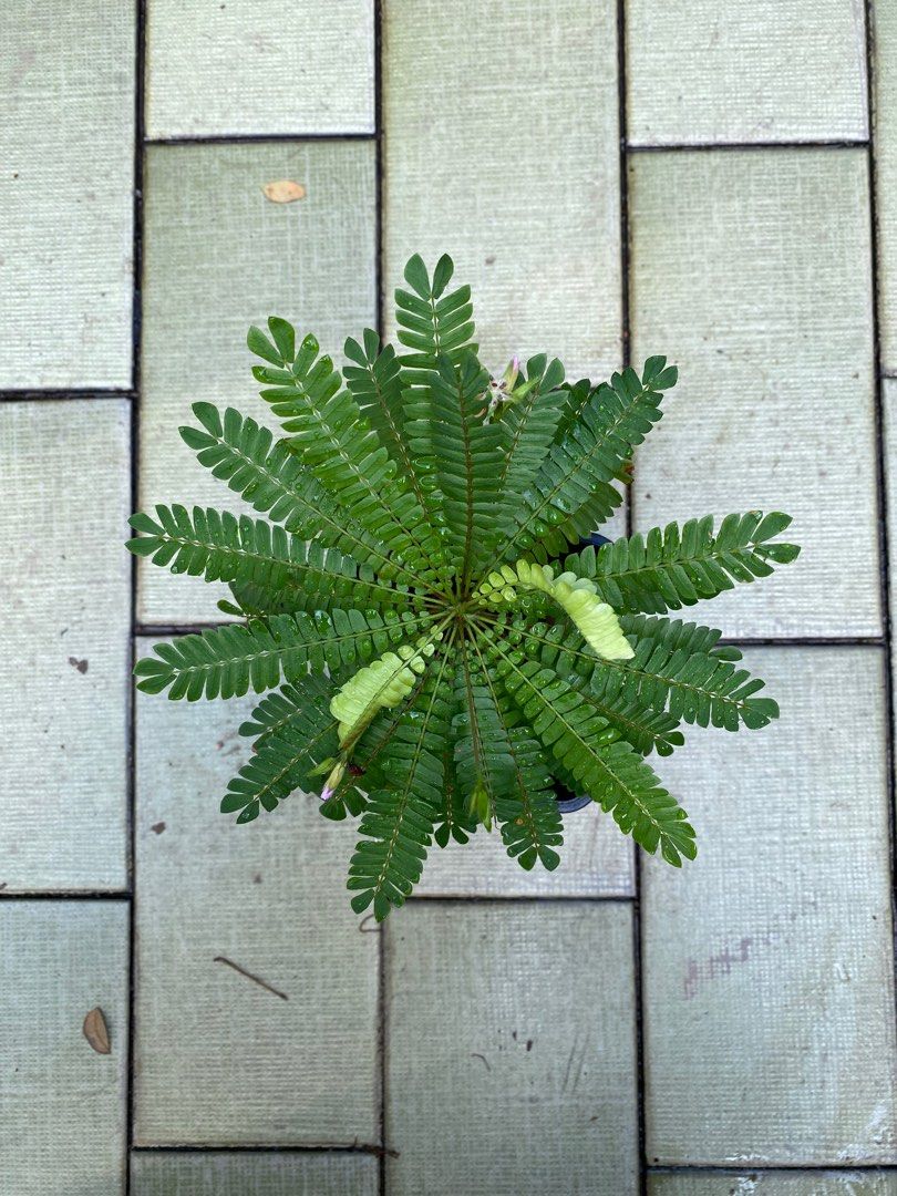Little tree plant Biophytum sensitivum (free delivery), Furniture ...
