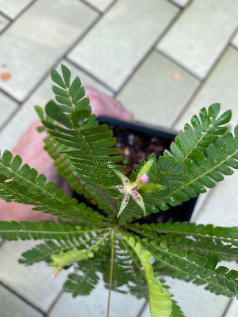 Little tree plant Biophytum sensitivum (free delivery), Furniture ...