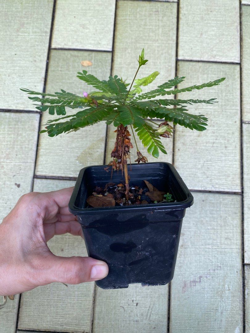 Little tree plant Biophytum sensitivum (free delivery), Furniture ...