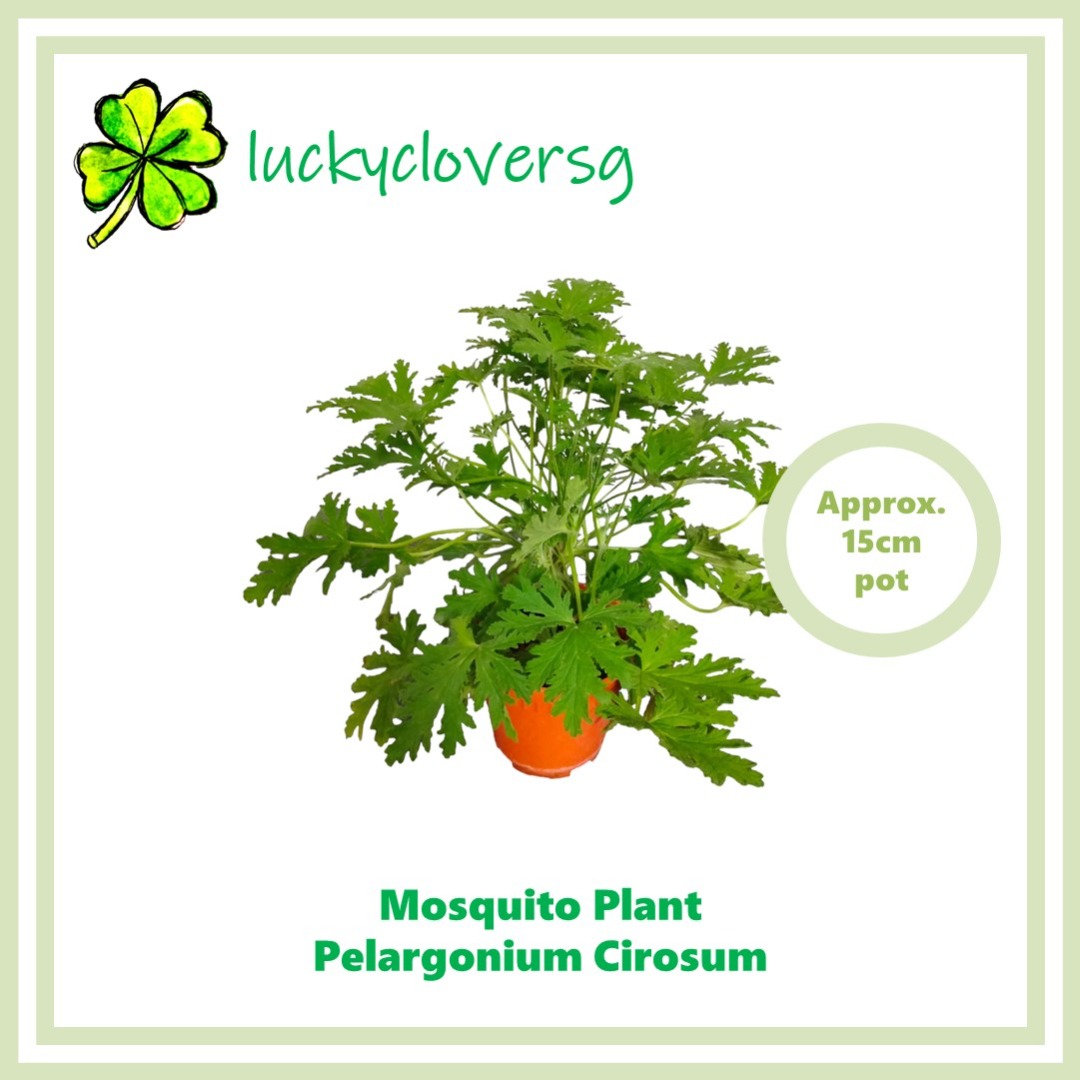 Mosquito Plant Pelargonium Cirosum / Plants With Pot, Furniture & Home ...