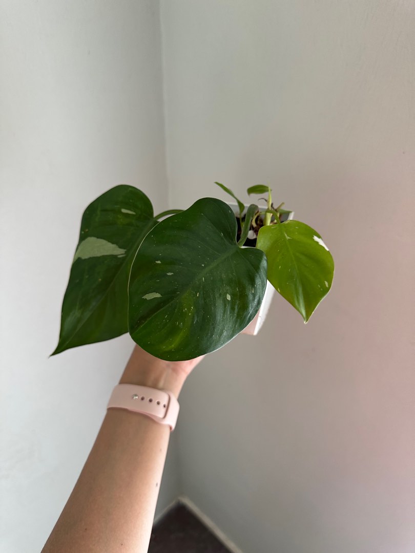 Philodendron white princess (2 plants in one pot, multiple shoots ...