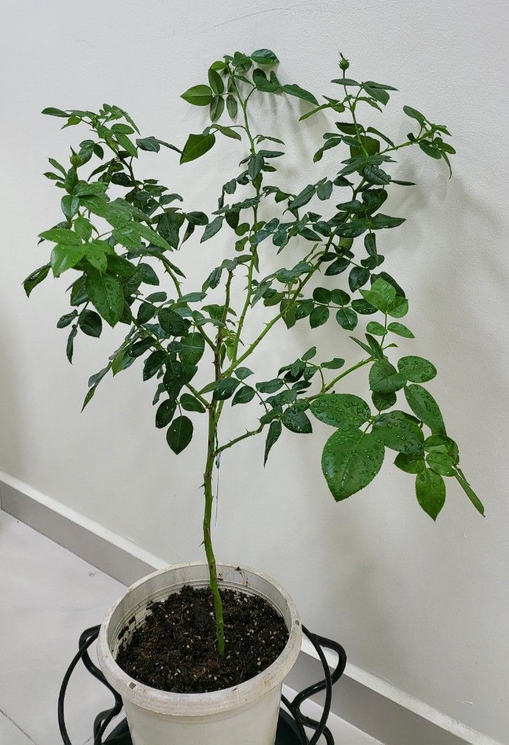 Rose plant ID Constance, own root ., Furniture & Home Living, Gardening ...