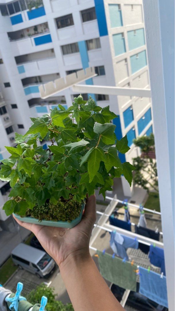 Trident Kaede Maple Bonsai, Furniture & Home Living, Gardening, Plants ...