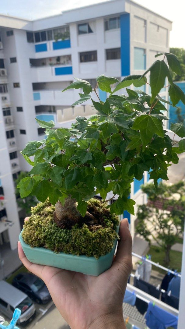 Trident Kaede Maple Bonsai, Furniture & Home Living, Gardening, Plants ...