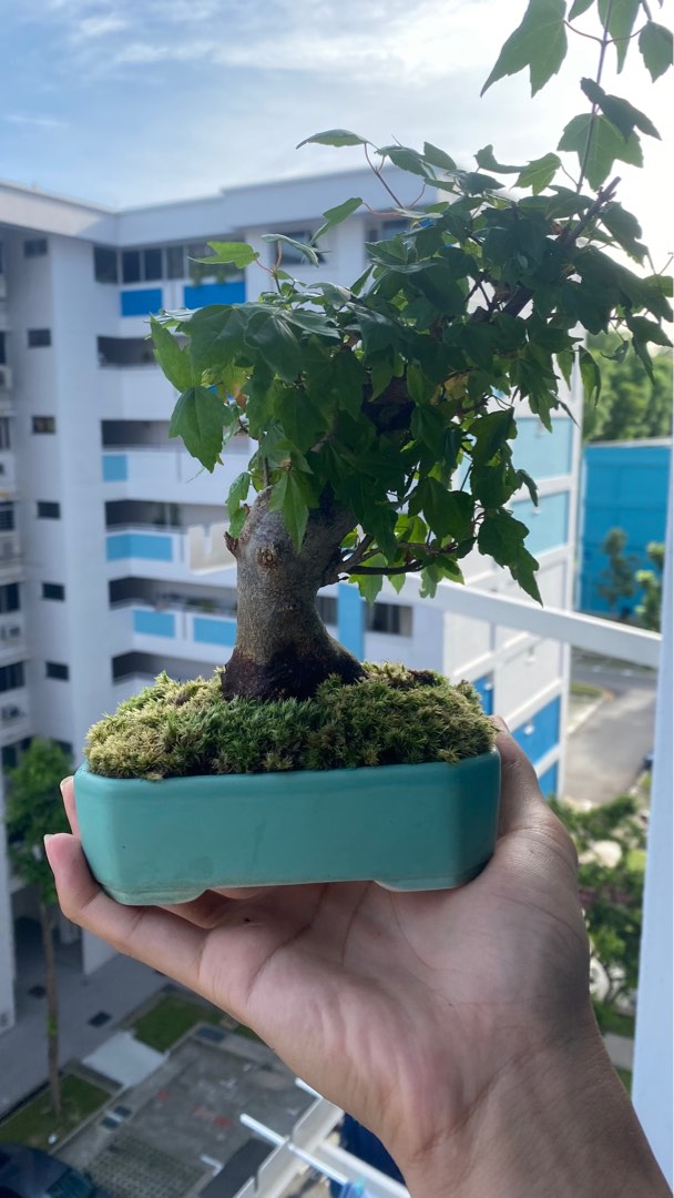 Trident Kaede Maple Bonsai, Furniture & Home Living, Gardening, Plants ...