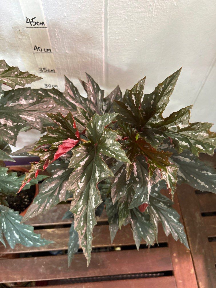 Begonia Aconitifolia Hybrid $15 each, Furniture & Home Living ...