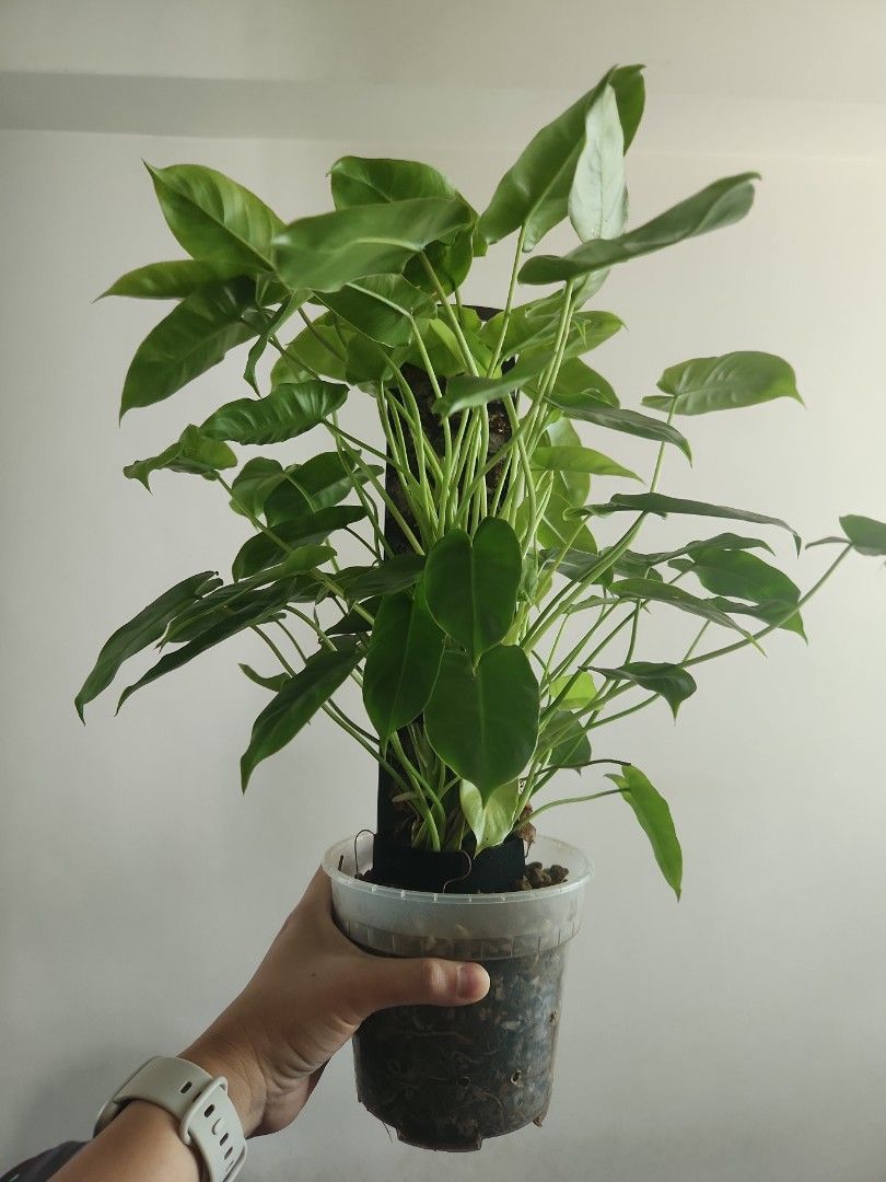 Burle Max [reverted], Furniture & Home Living, Gardening, Plants ...