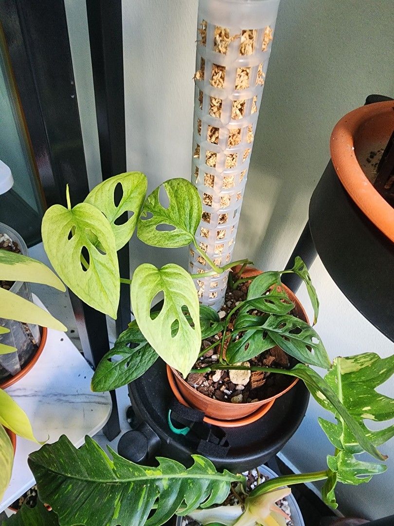 Monstera acuminata mint, Furniture & Home Living, Gardening, Plants ...
