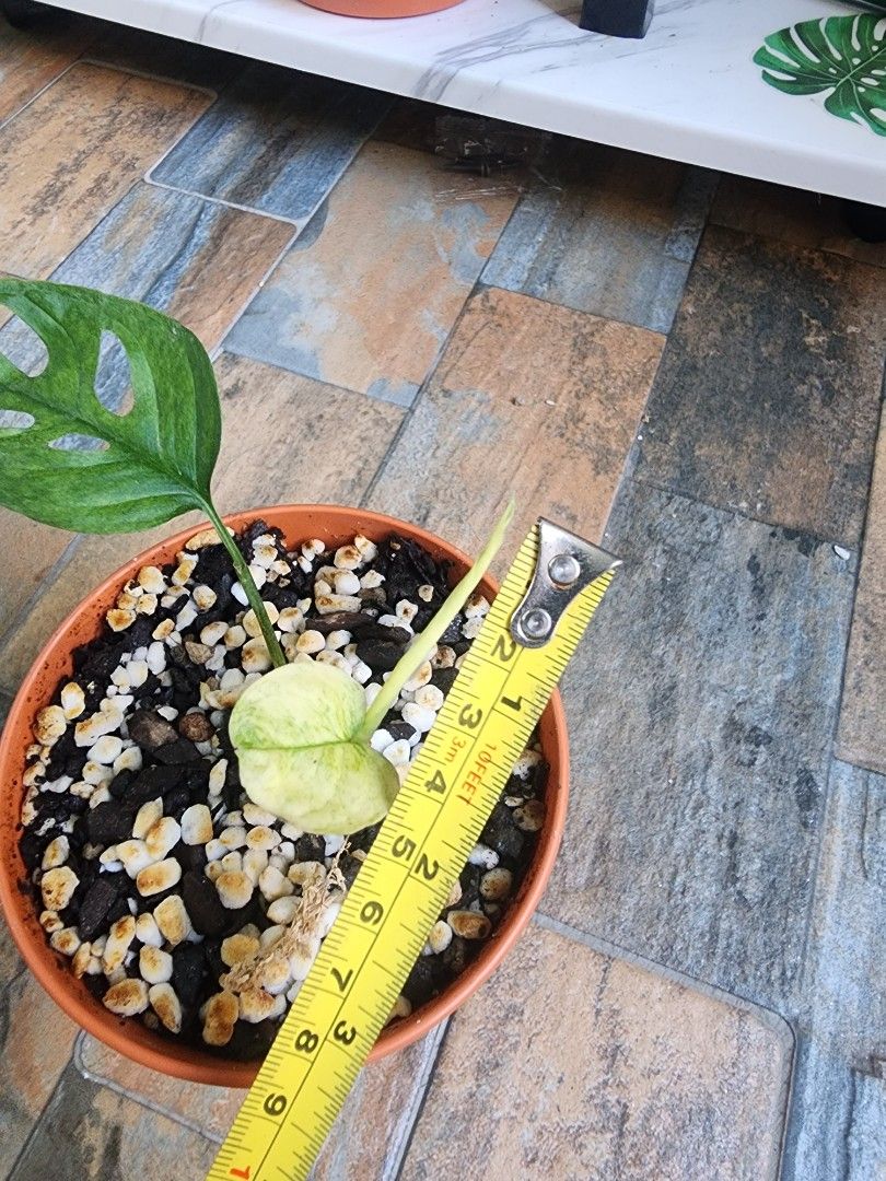 Monstera acuminata mint, Furniture & Home Living, Gardening, Plants ...