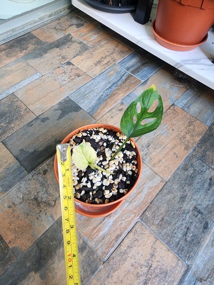Monstera acuminata mint, Furniture & Home Living, Gardening, Plants ...