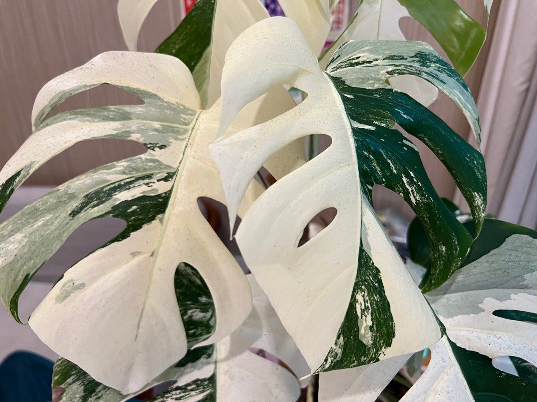 Monstera Albo Borsi, Furniture & Home Living, Gardening, Plants & Seeds ...