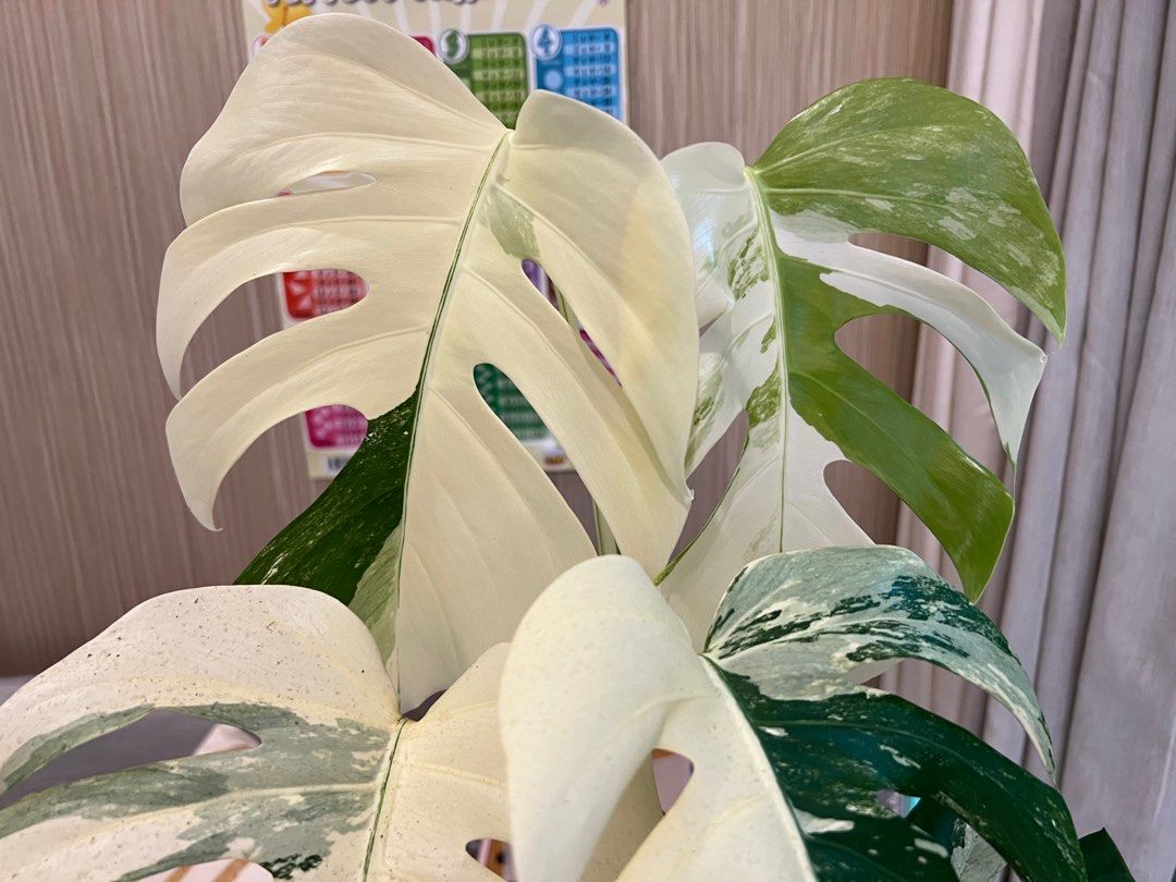 Monstera Albo Borsi, Furniture & Home Living, Gardening, Plants & Seeds ...