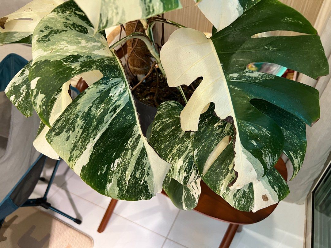 Monstera Albo Borsi, Furniture & Home Living, Gardening, Plants & Seeds ...