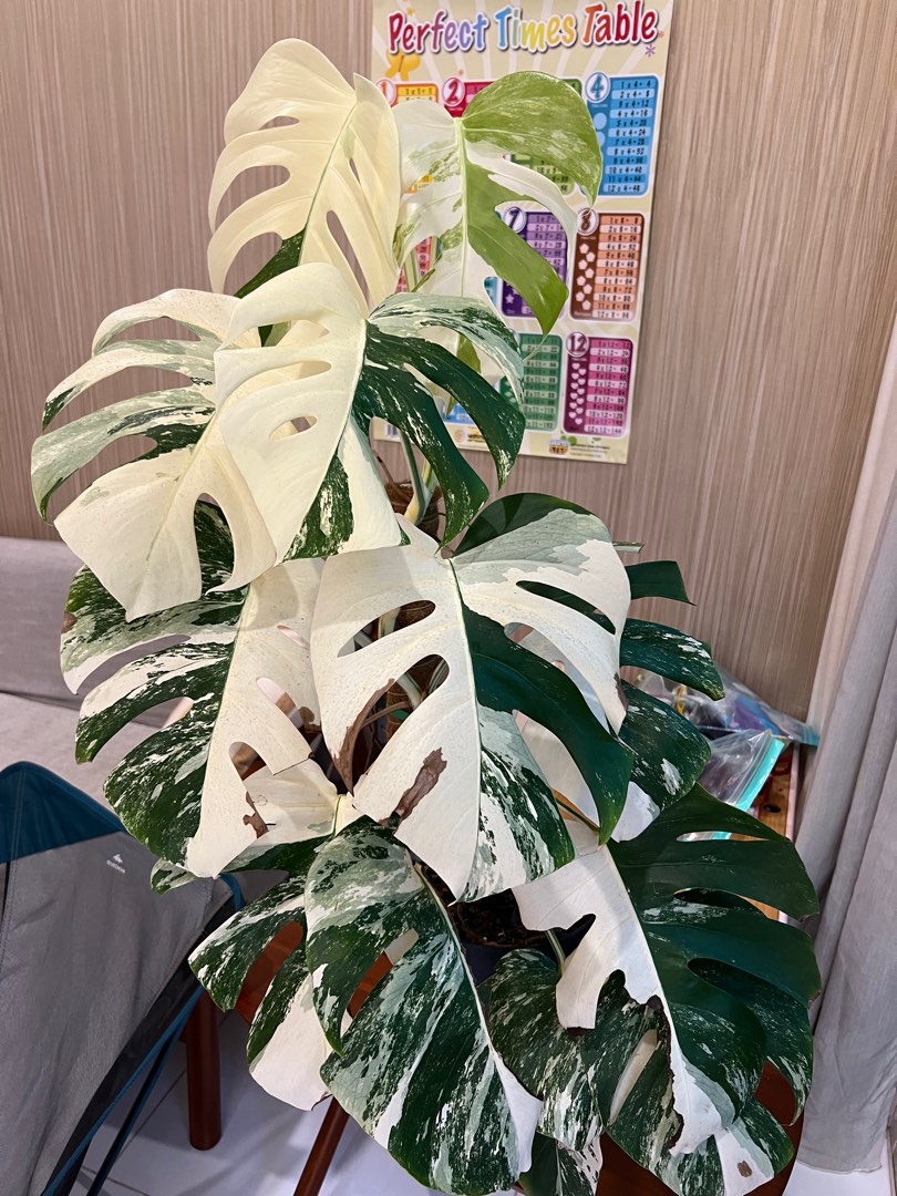 Monstera Albo Borsi, Furniture & Home Living, Gardening, Plants & Seeds ...