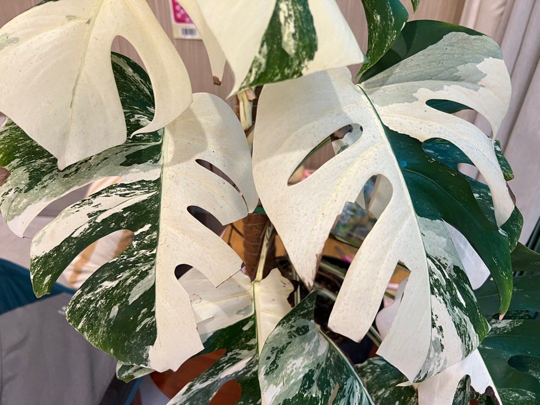 Monstera Albo Borsi, Furniture & Home Living, Gardening, Plants & Seeds ...