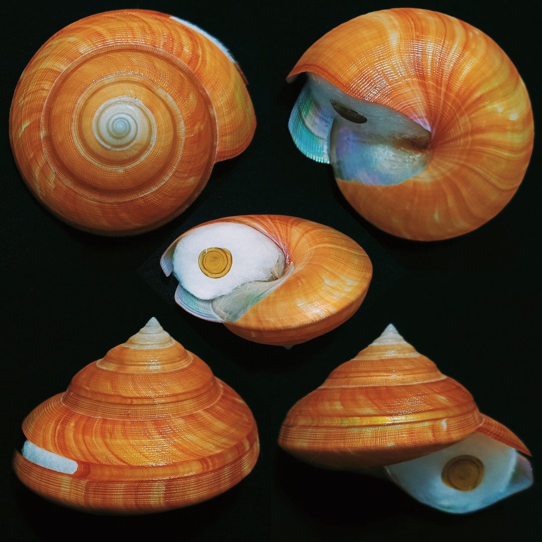 Seashell Teramachii Slit Shell, Hobbies & Toys, Memorabilia ...