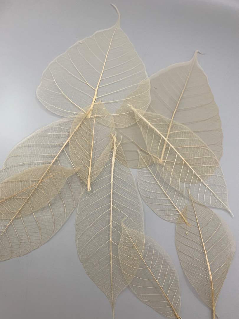 Skeleton Leaves Gold Craft Rubber Tree Natural Scrapbooking, Hobbies ...