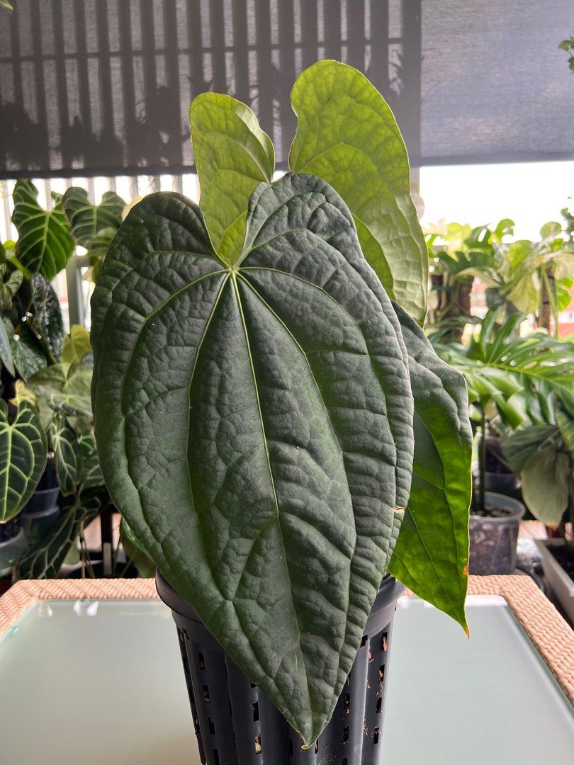 Anthurium Raven Soul - large form, Furniture & Home Living, Gardening ...