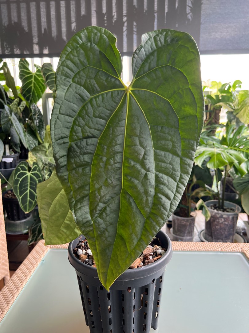 Anthurium Raven Soul - large form, Furniture & Home Living, Gardening ...