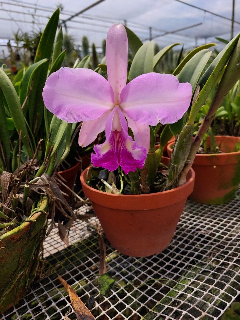 Cattleya orchid plants, Furniture & Home Living, Gardening, Pots ...