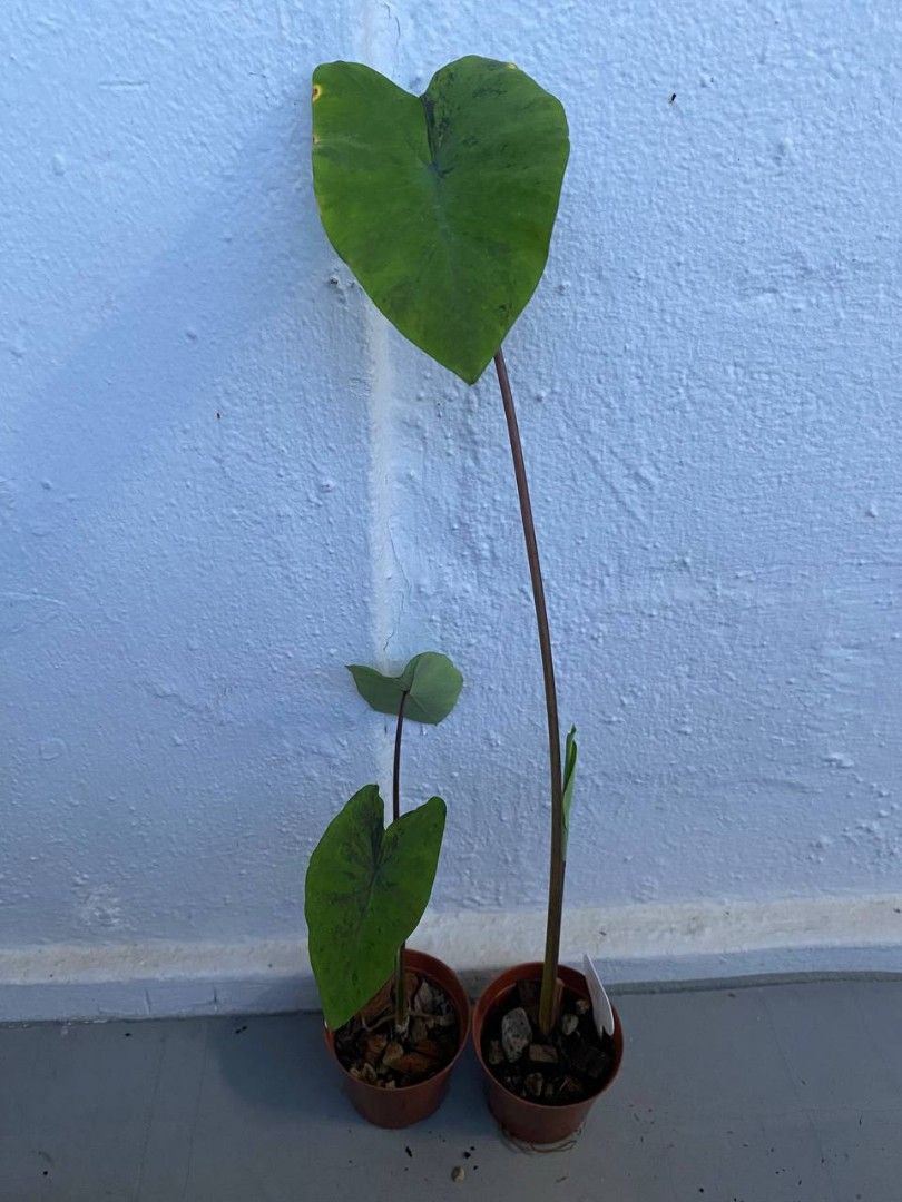 Colocasia coffee cup / Colocasia nebula / Colocasia black magic ...