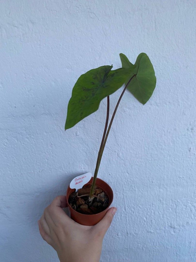 Colocasia coffee cup / Colocasia nebula / Colocasia black magic ...